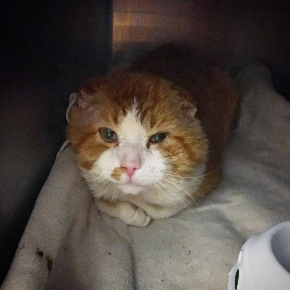 Woman Saves Earless Cat From Sad Life and the Kitty Can't Get Enough of ...