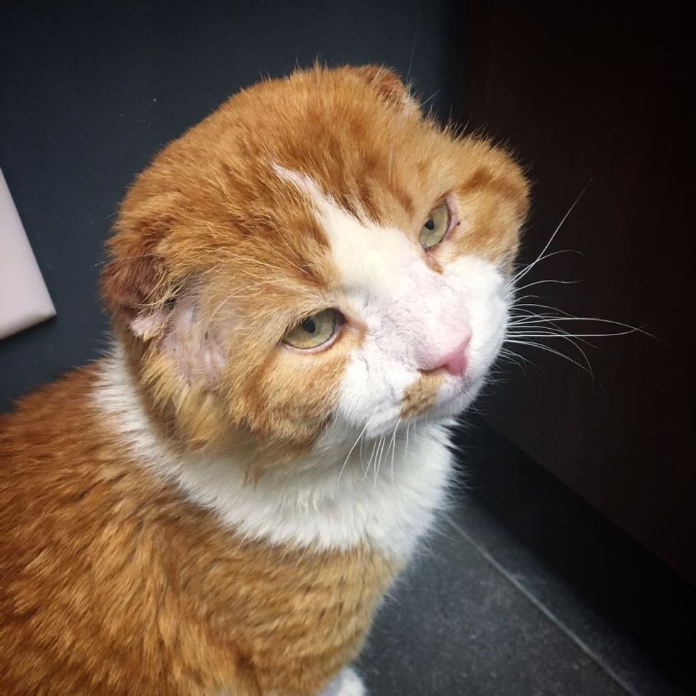 Woman Saves Earless Cat From Sad Life and the Kitty Can't Get Enough of ...