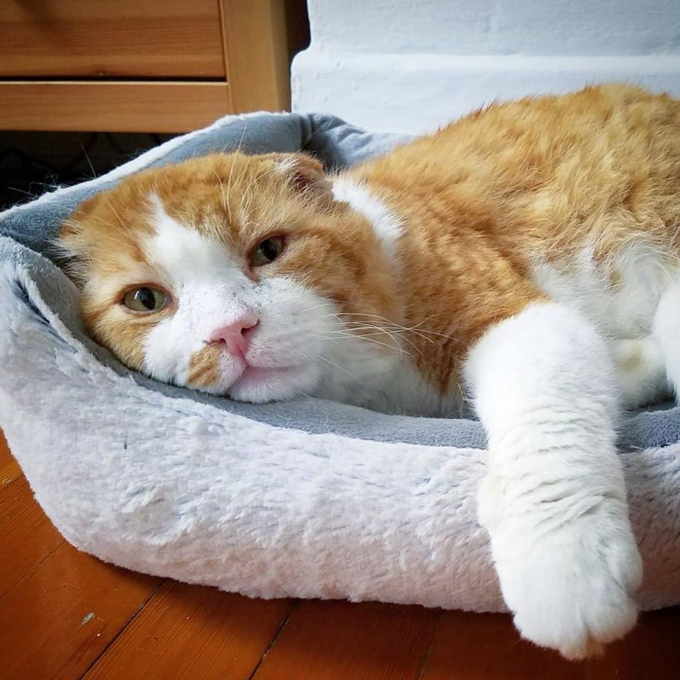 Woman Saves Earless Cat From Sad Life and the Kitty Can't Get Enough of ...