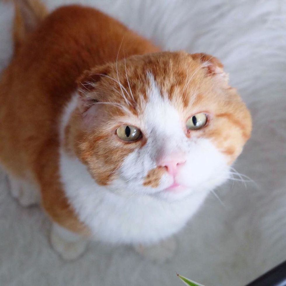 Woman Saves Earless Cat From Sad Life and the Kitty Can't Get Enough of ...