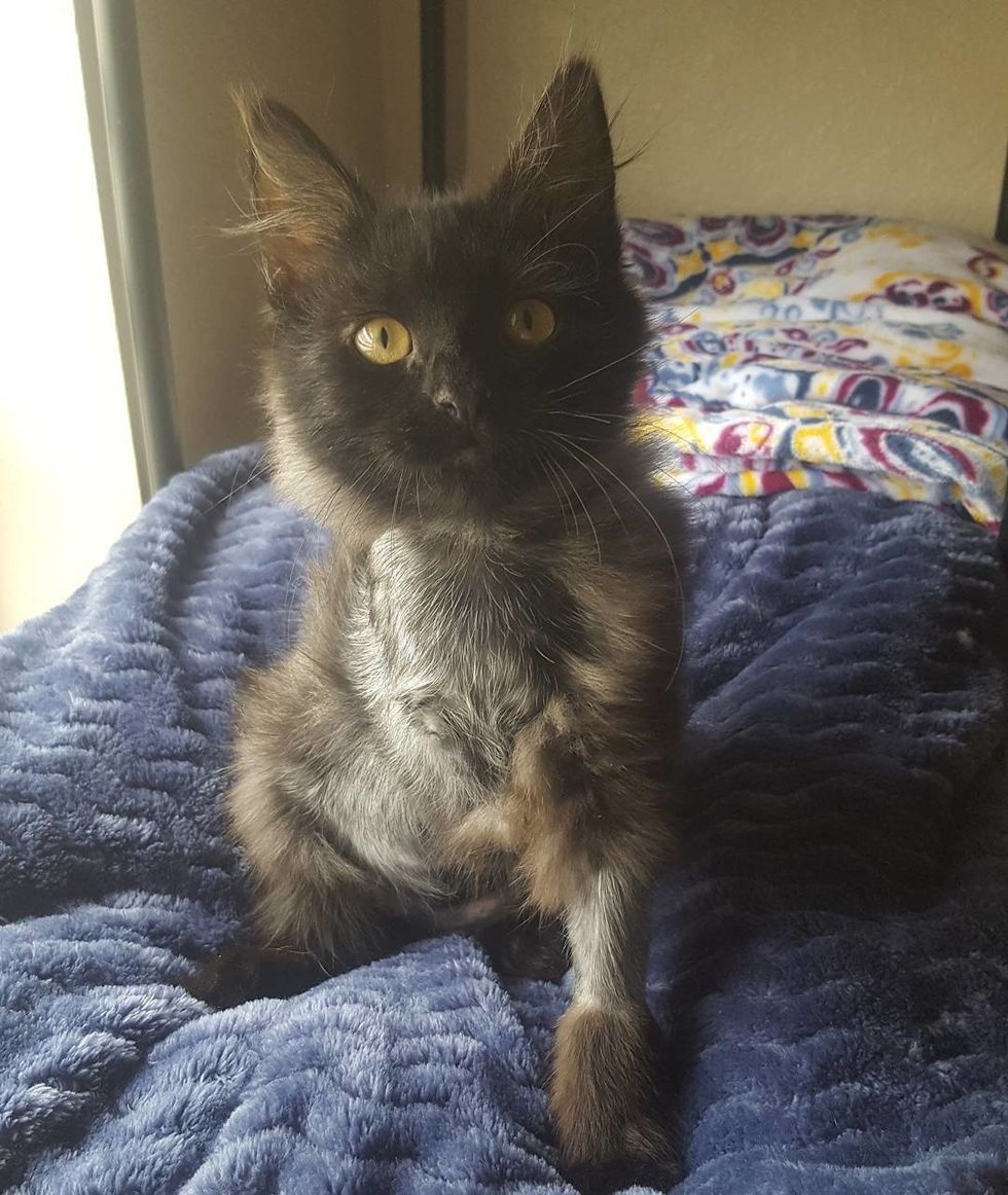 3-legged Kitten Finds Courage from Ginger Kitten with Frozen Elbow ...