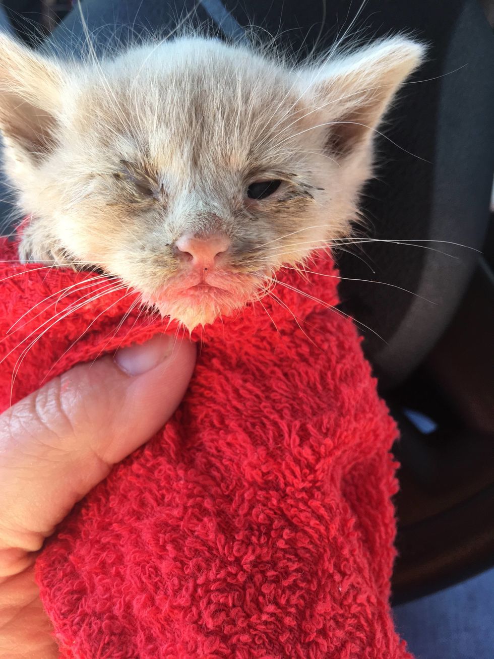 Kitten Saved From the Brink of Death, Finds Someone to Love and Won't ...