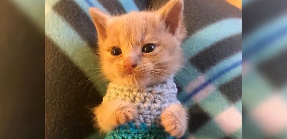 Kitten Saved From the Brink of Death, Finds Someone to Love and Won't ...