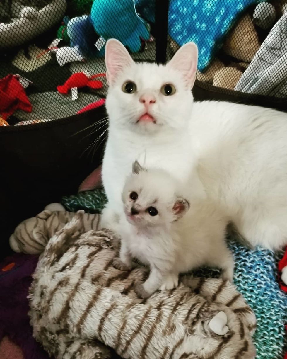 Cat Becomes Surrogate Dad to Newborn Kitten and Helps Save Her Life ...