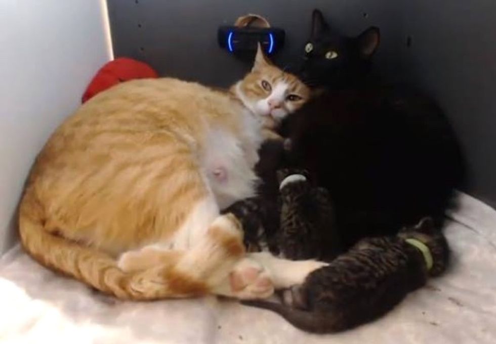 Rescued Cat Moms Comfort Each Other with Hugs and Raise Their Kittens ...