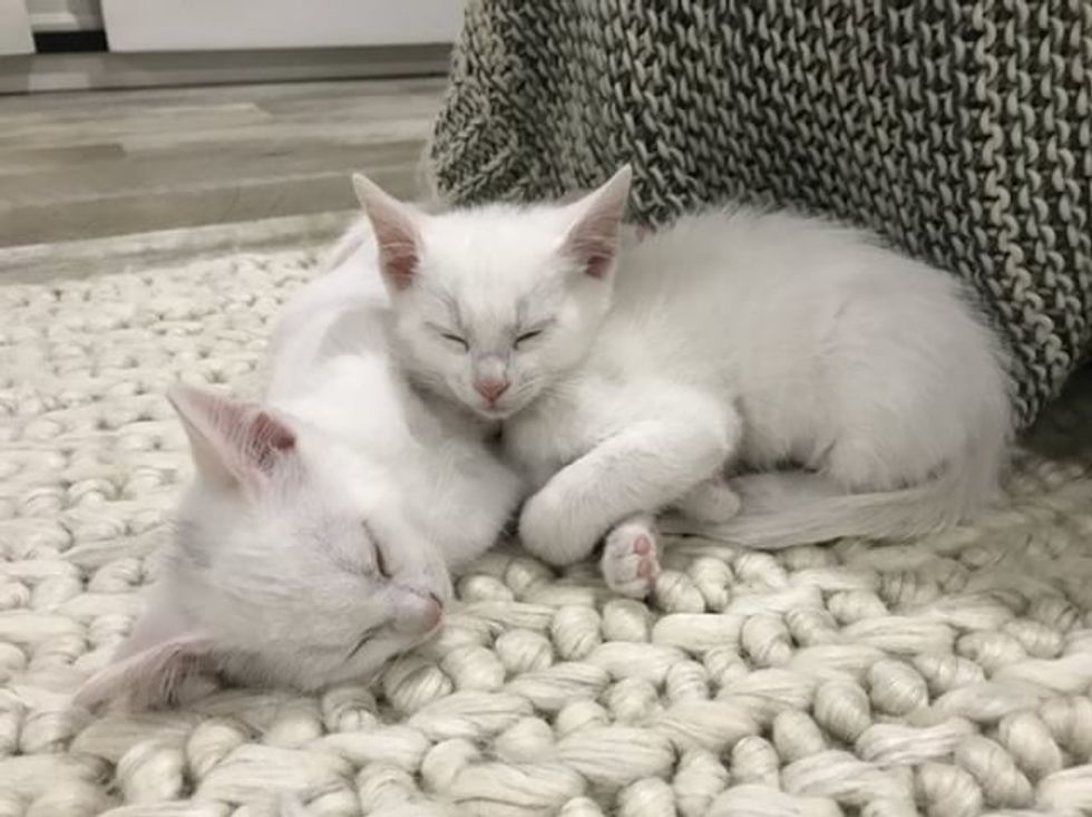 2 Deaf Kittens Born to Rescued Cat, Depend on Each Other and Share ...