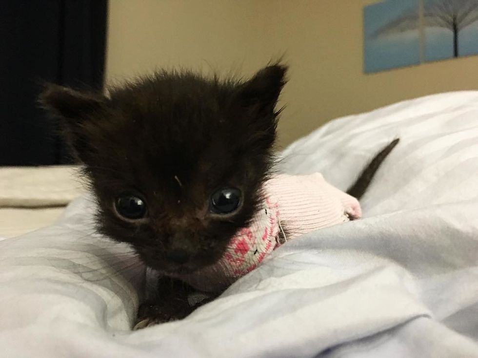 Kitten with Large Head and Small Body Determined to Grow Despite the ...
