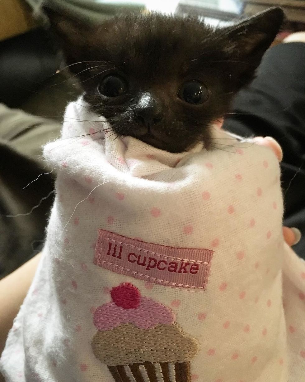 Kitten with Large Head and Small Body Determined to Grow Despite the ...