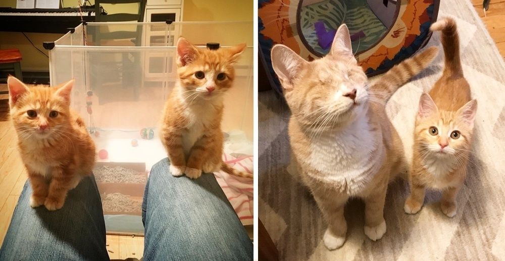 2 Shy Kitten Sisters Learn to Trust and Love from Blind Ginger Cat ...