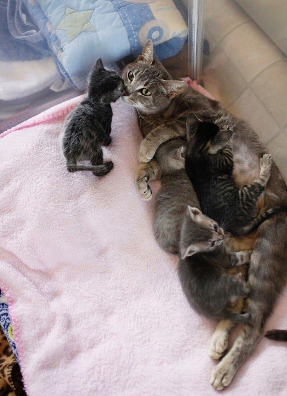 Paralyzed Stray Cat Survived Against All Odds So Her Kittens Could Live ...