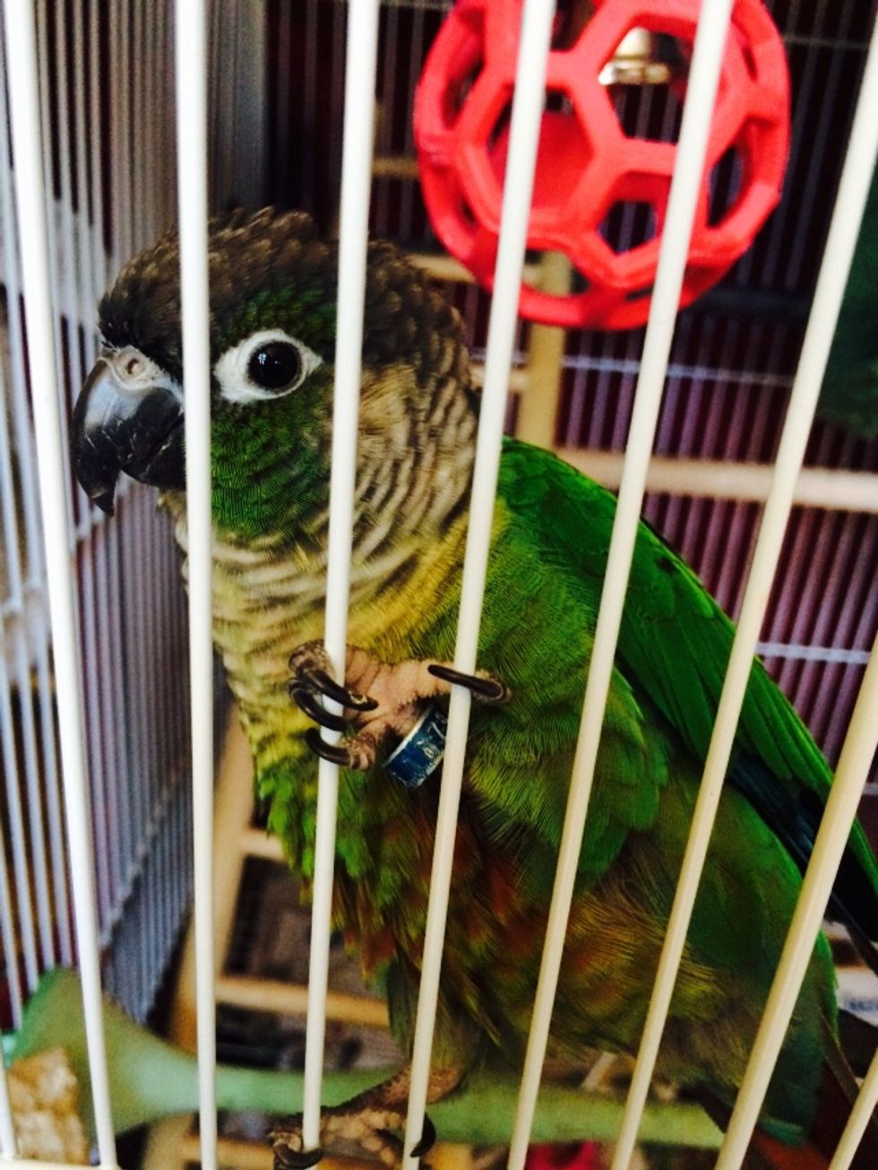 8 Reasons Why You Should Get A Conure As A Pet Bird