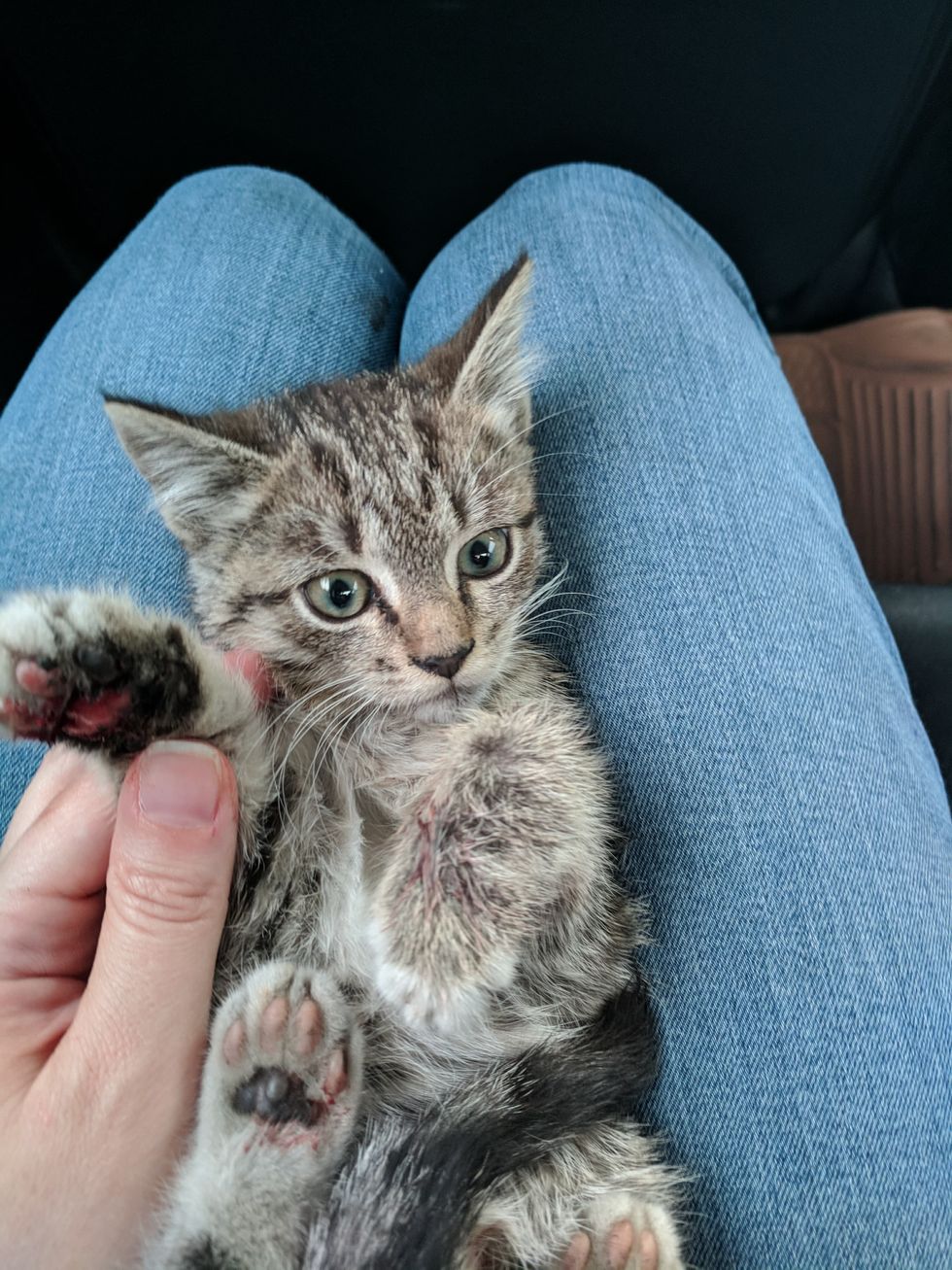 Frightened Kitten Saved from Busy Street, Finds Someone to Love and Won ...