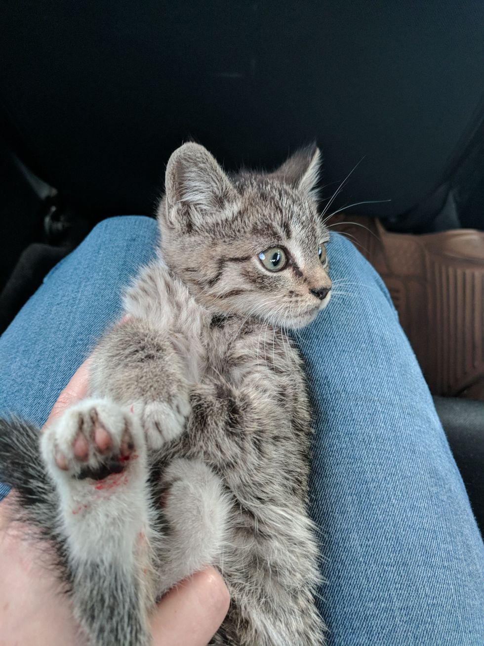 Frightened Kitten Saved from Busy Street, Finds Someone to Love and Won ...