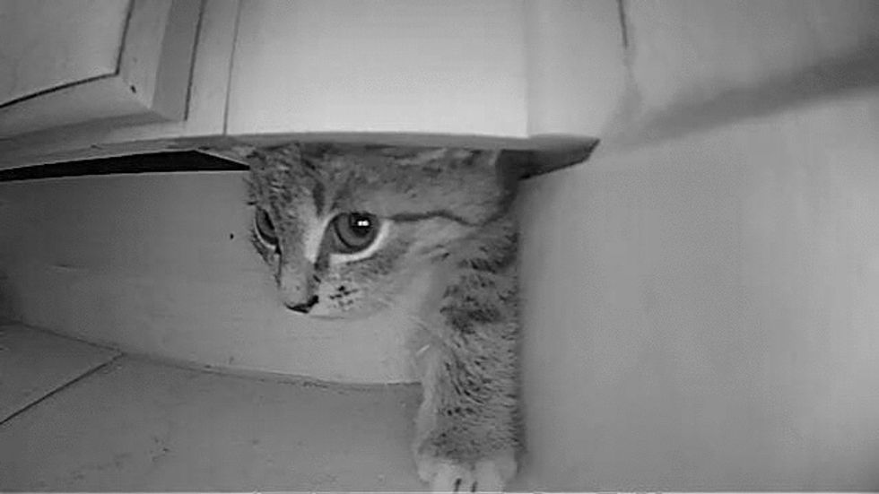 Frightened Kitten Saved from Busy Street, Finds Someone to Love and Won ...