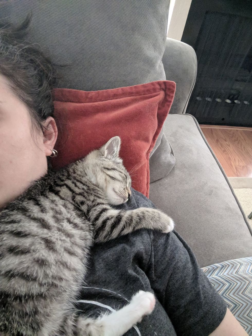 Frightened Kitten Saved from Busy Street, Finds Someone to Love and Won ...