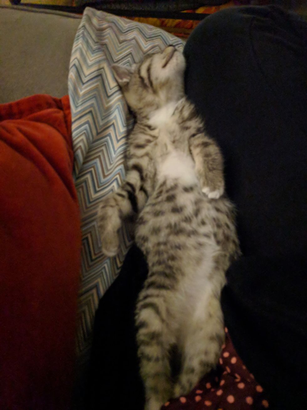 Frightened Kitten Saved from Busy Street, Finds Someone to Love and Won ...