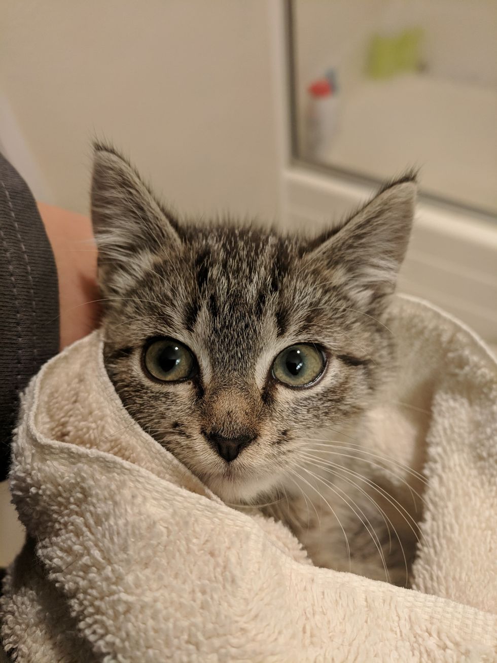 Frightened Kitten Saved from Busy Street, Finds Someone to Love and Won ...