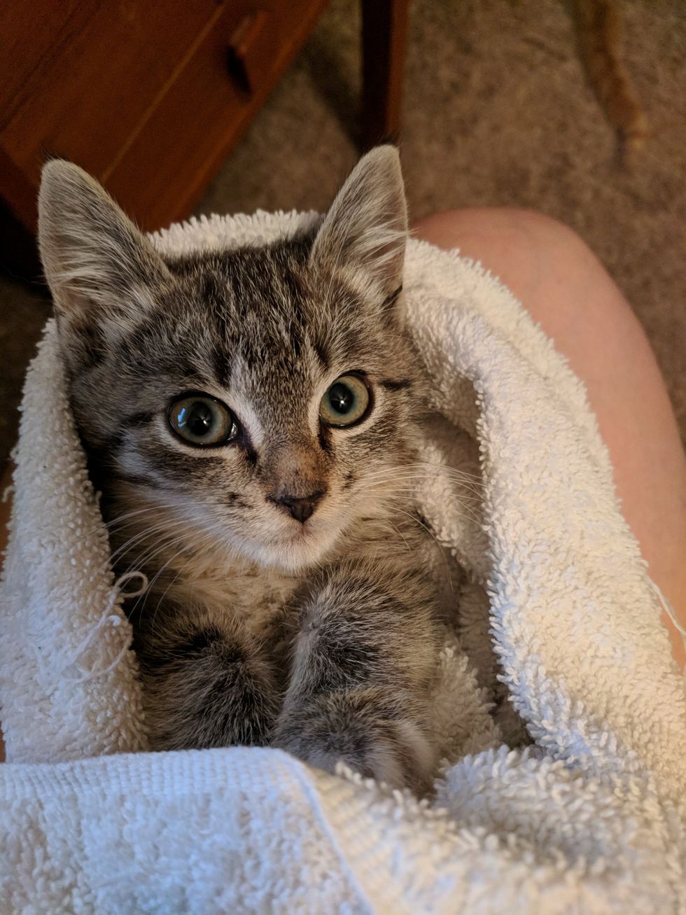 Frightened Kitten Saved from Busy Street, Finds Someone to Love and Won ...