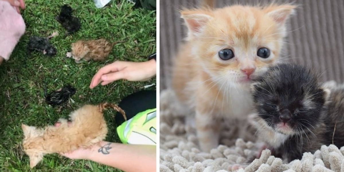 Kittens Cling to Each Other for Comfort After They were Rescued From ...