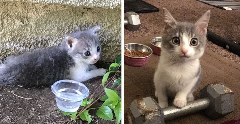 Woman Saved Kitten from Driveway But Didn't Know Her Life Would Be ...