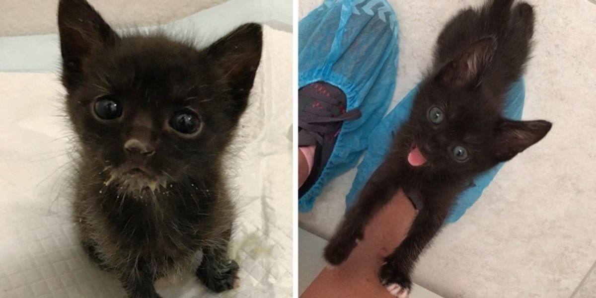 Kitten No One Knew Would Survive, Beats the Odds and Can't Stop ...