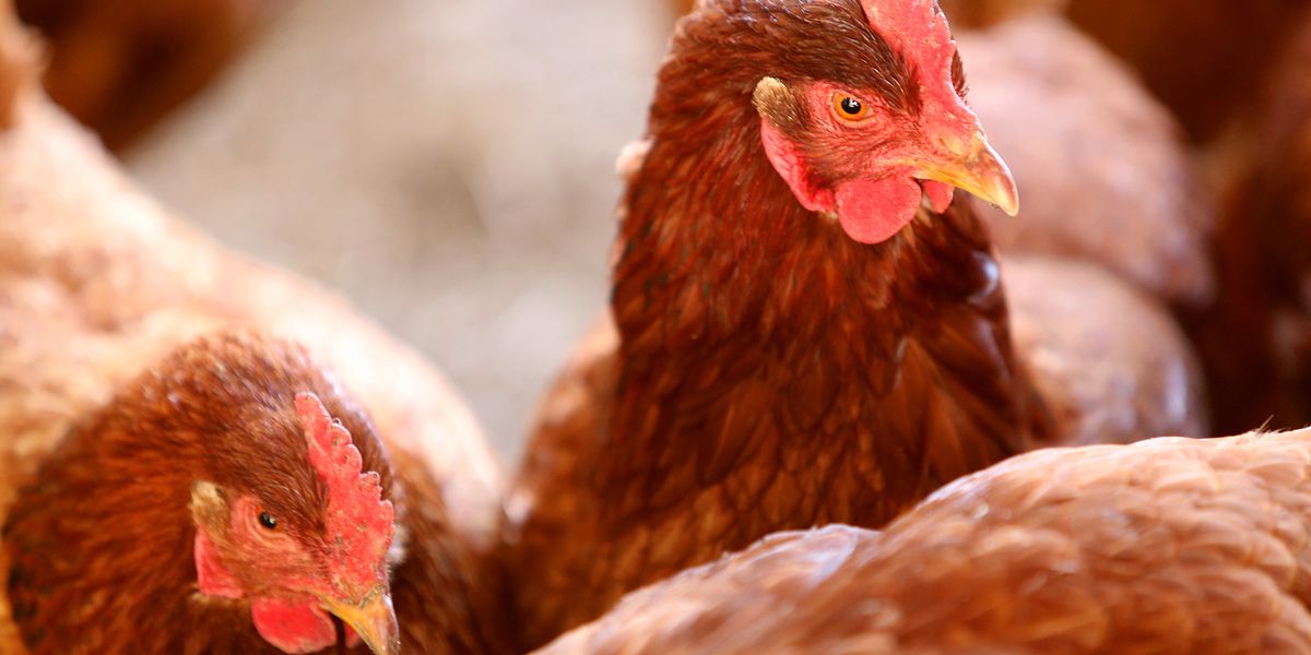 15 Southern sayings about chickens we all grew up with - It's a ...