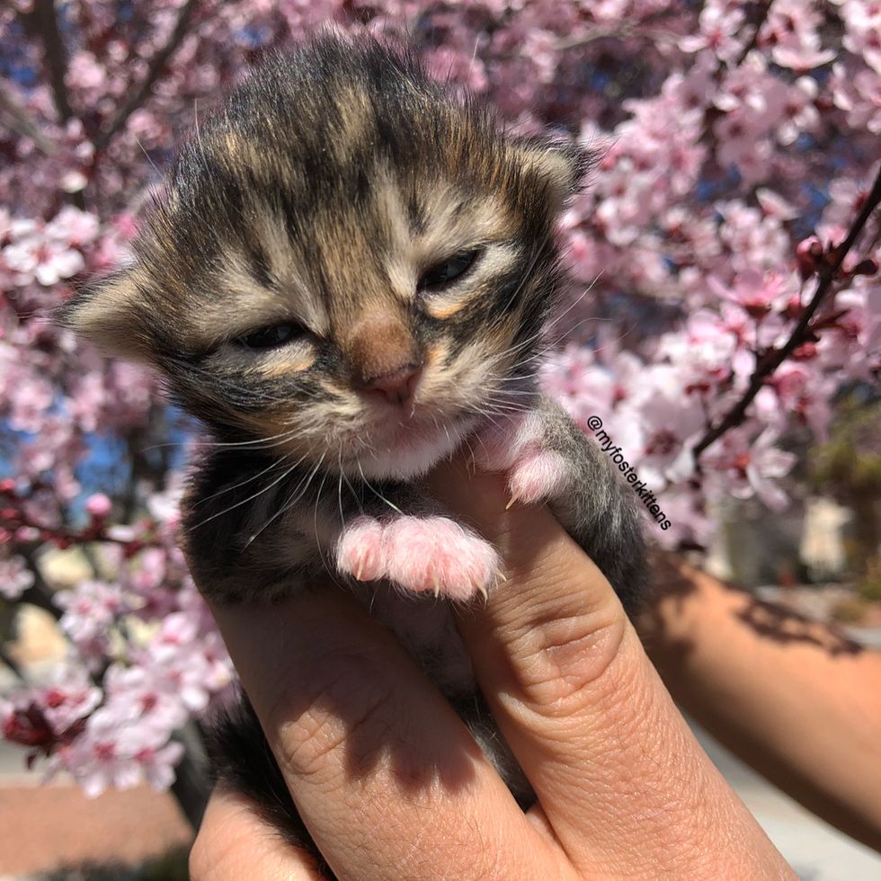 Kitten Found Abandoned in a Bush Just Hours Old, Has Her Life Turned ...