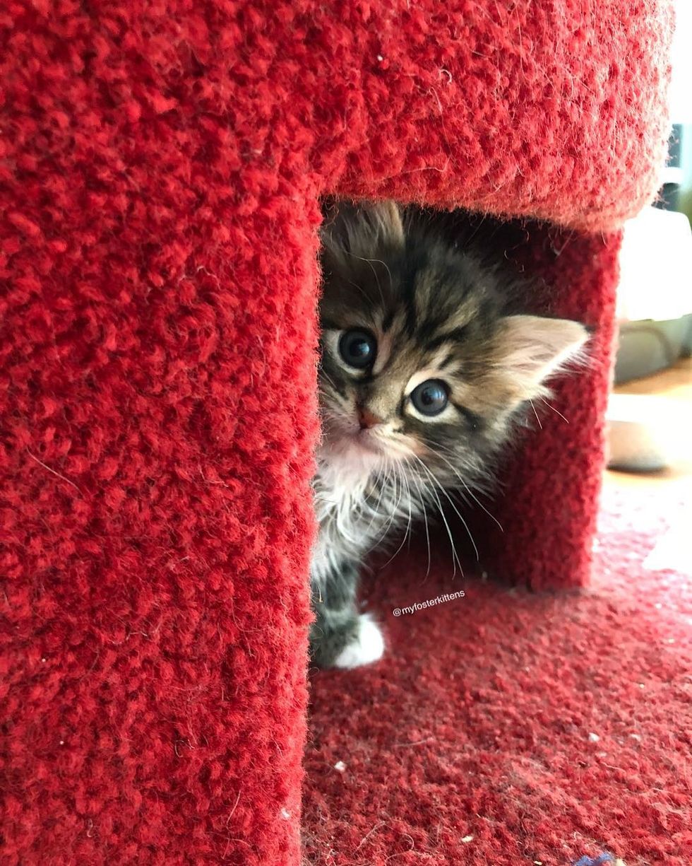 Kitten Found Abandoned in a Bush Just Hours Old, Has Her Life Turned ...