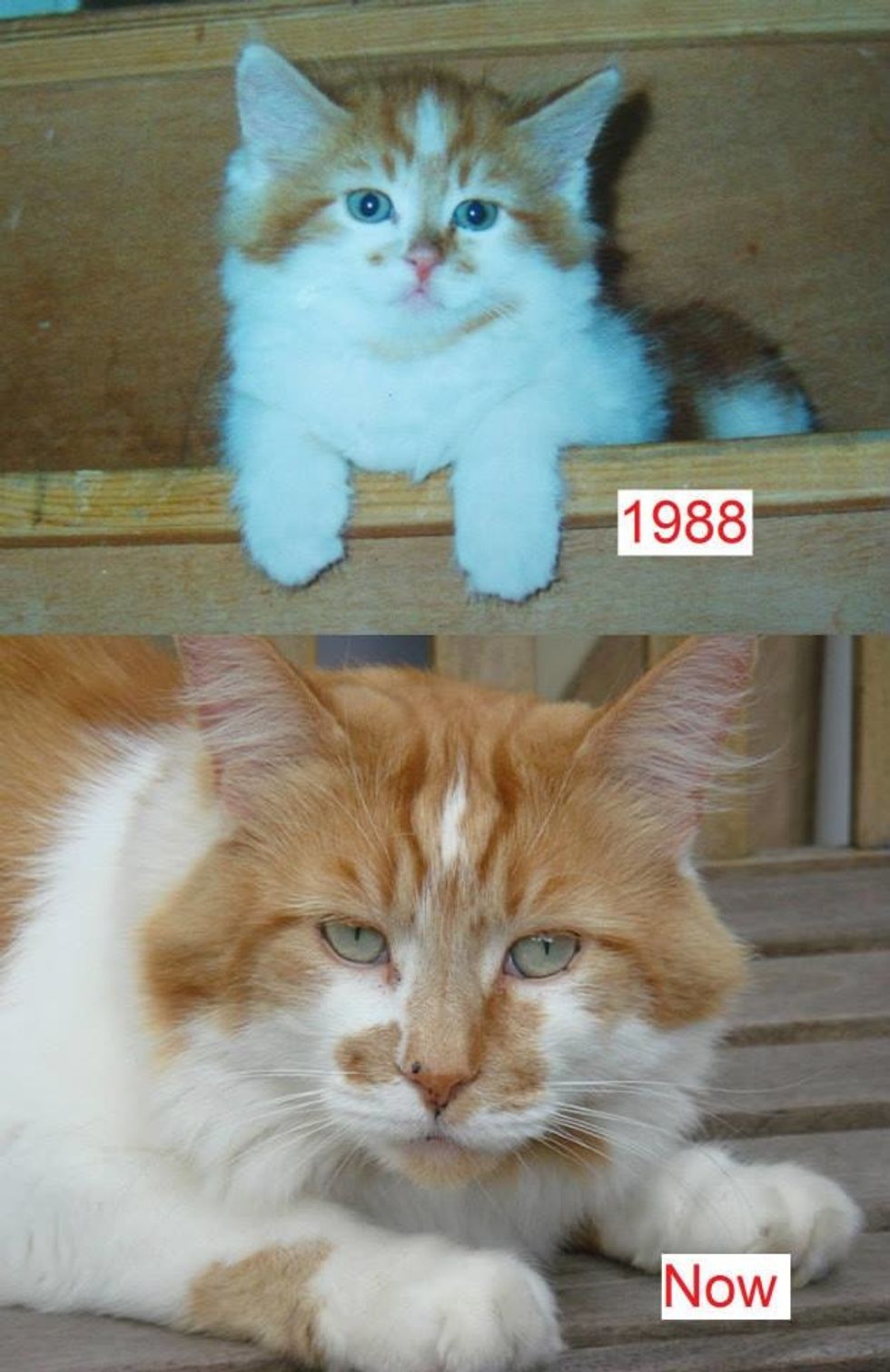 Woman Gave Kitten a Home, 30 Years Later, They Are Still Together ...