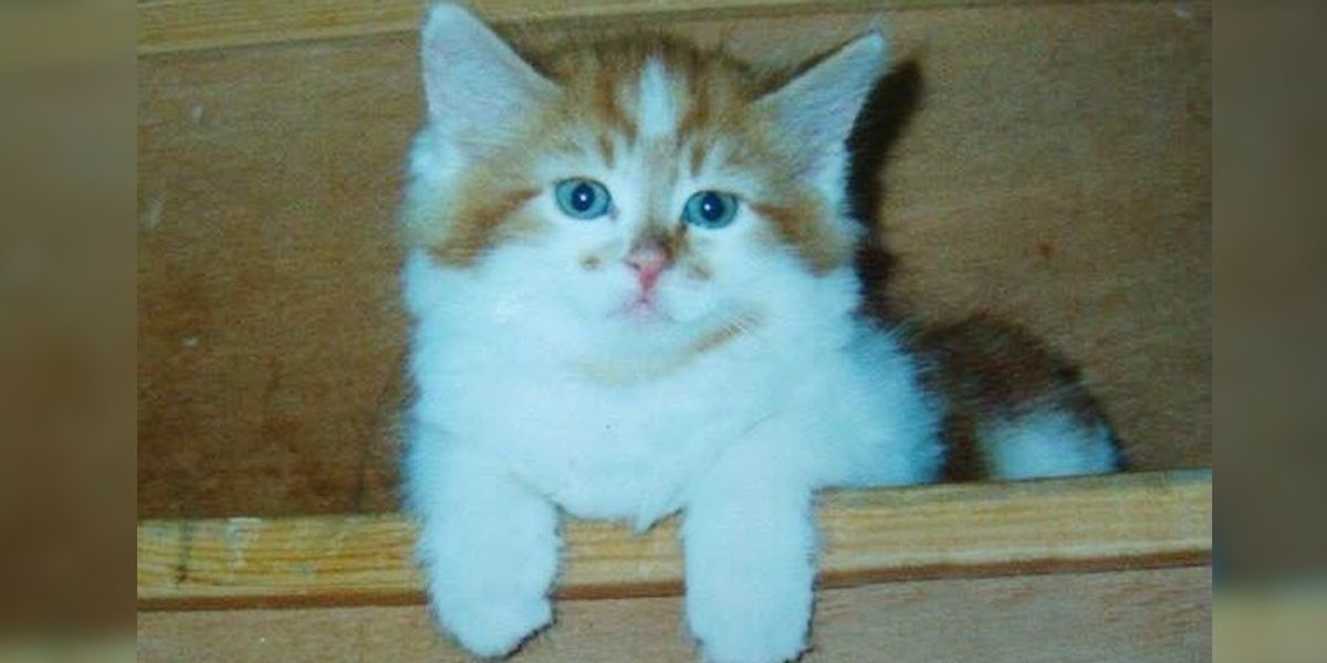 Woman Gave Kitten a Home, 30 Years Later, They Are Still Together ...