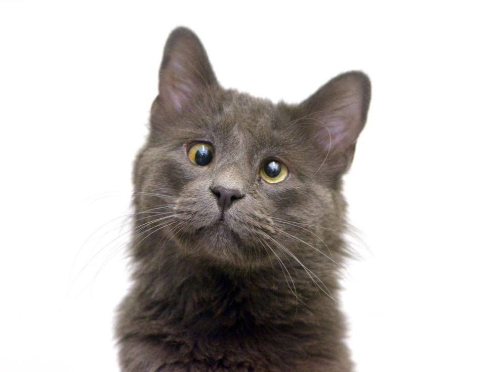 Shelter Cat with Cutest Quirk in His Eyes is Eager to Find a Place to ...