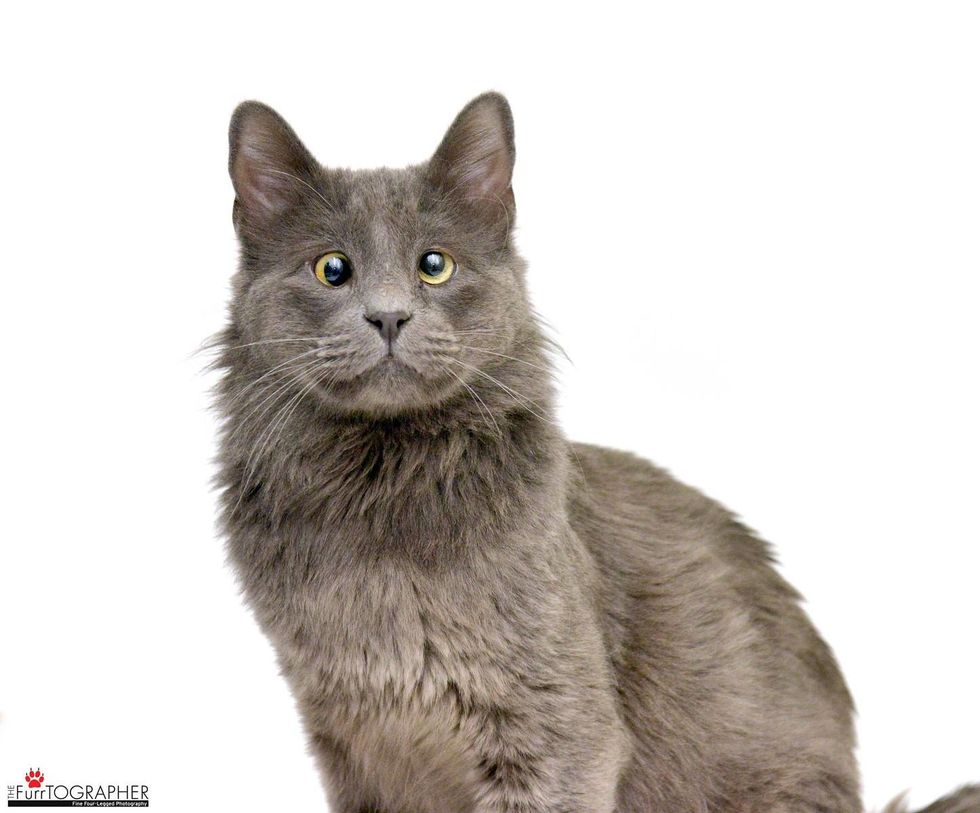 Shelter Cat with Cutest Quirk in His Eyes is Eager to Find a Place to ...