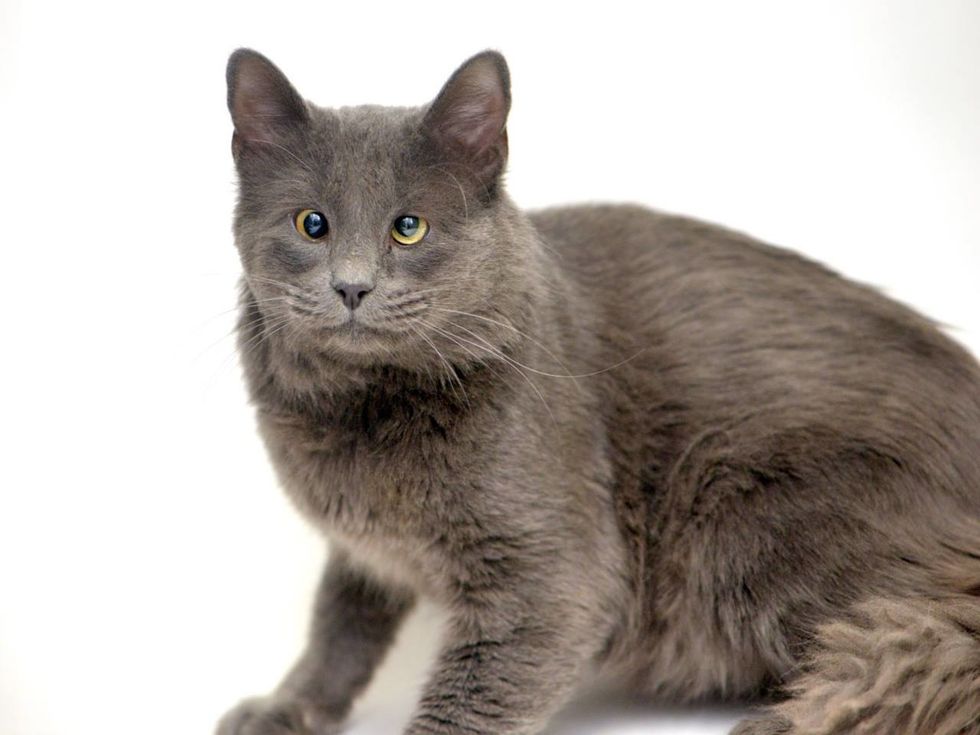 Shelter Cat with Cutest Quirk in His Eyes is Eager to Find a Place to ...