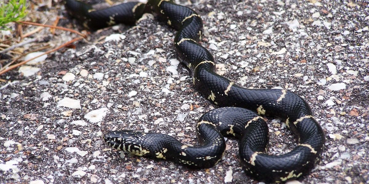 This is why king snakes are amazing. (Really!) - It's a Southern Thing