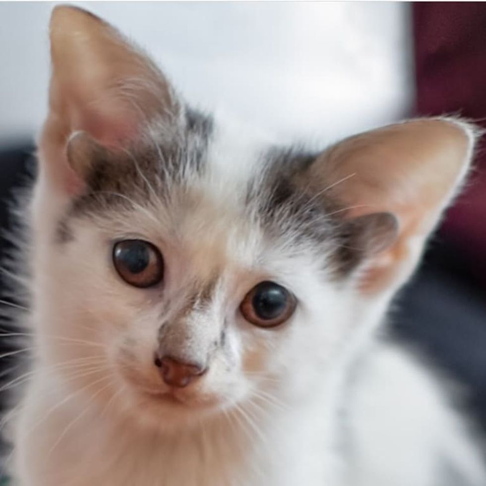 Kitten With 2 Extra Ears Born in Shelter the Same Day They Rescued His ...