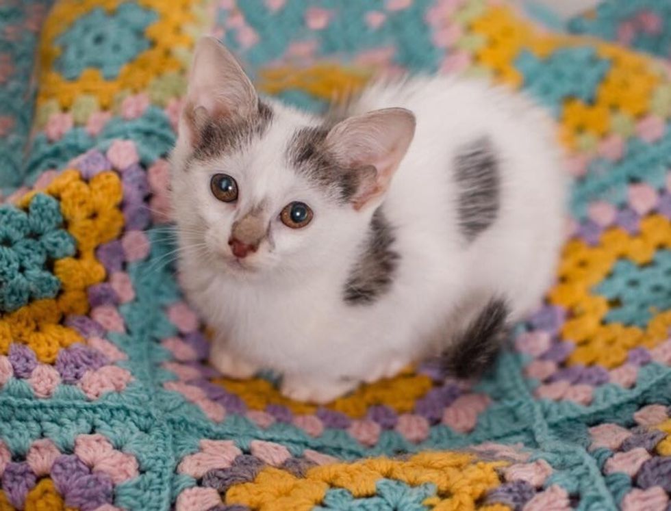 Kitten With 2 Extra Ears Born in Shelter the Same Day They Rescued His ...