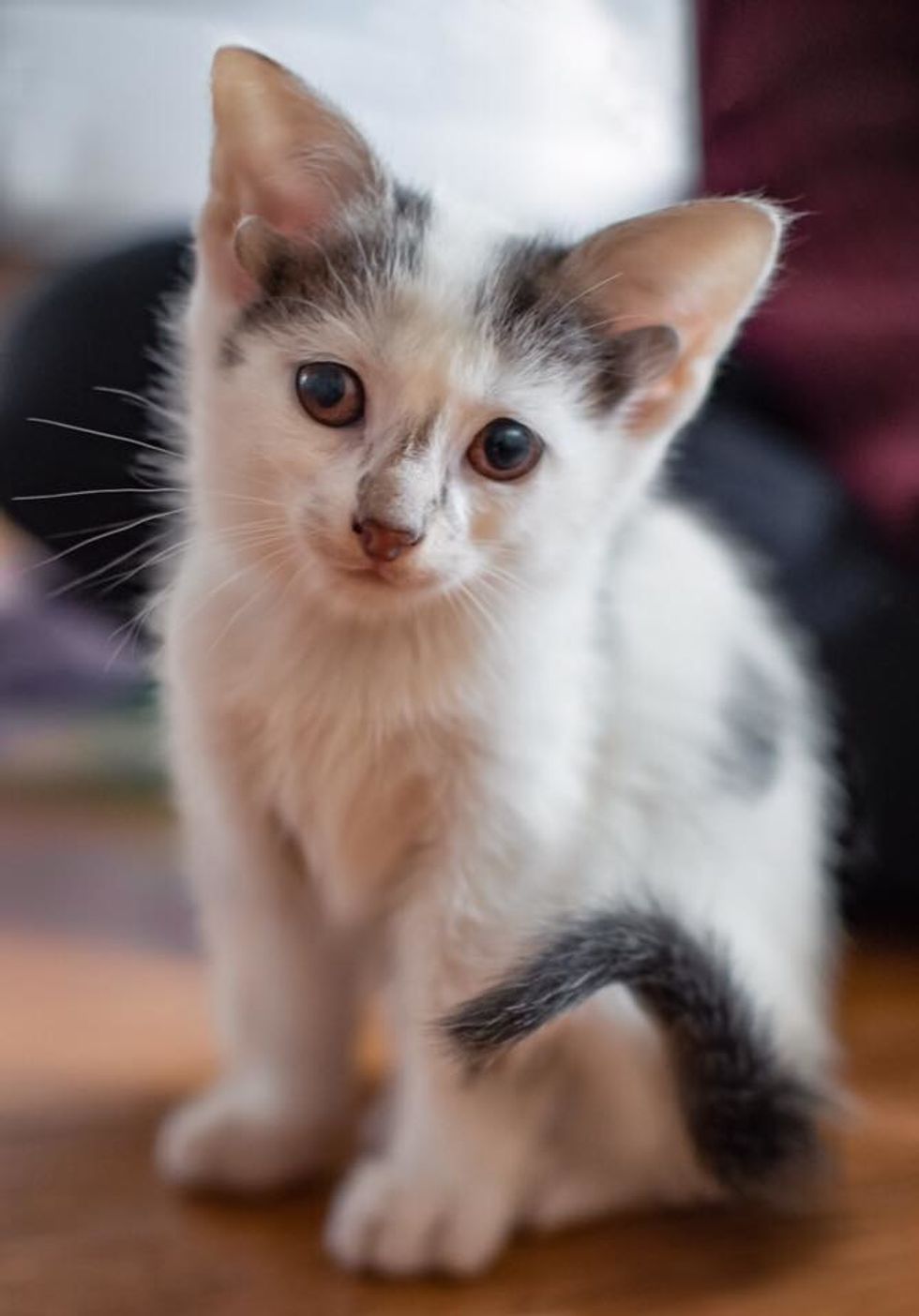 Kitten With 2 Extra Ears Born in Shelter the Same Day They Rescued His ...