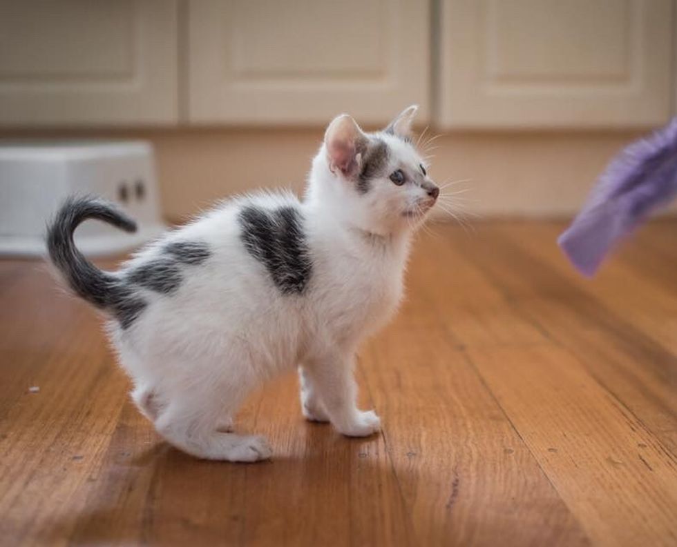 Kitten With 2 Extra Ears Born in Shelter the Same Day They Rescued His ...
