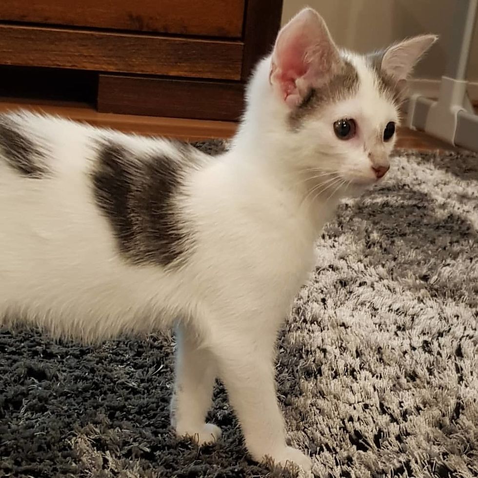 Kitten With 2 Extra Ears Born in Shelter the Same Day They Rescued His ...