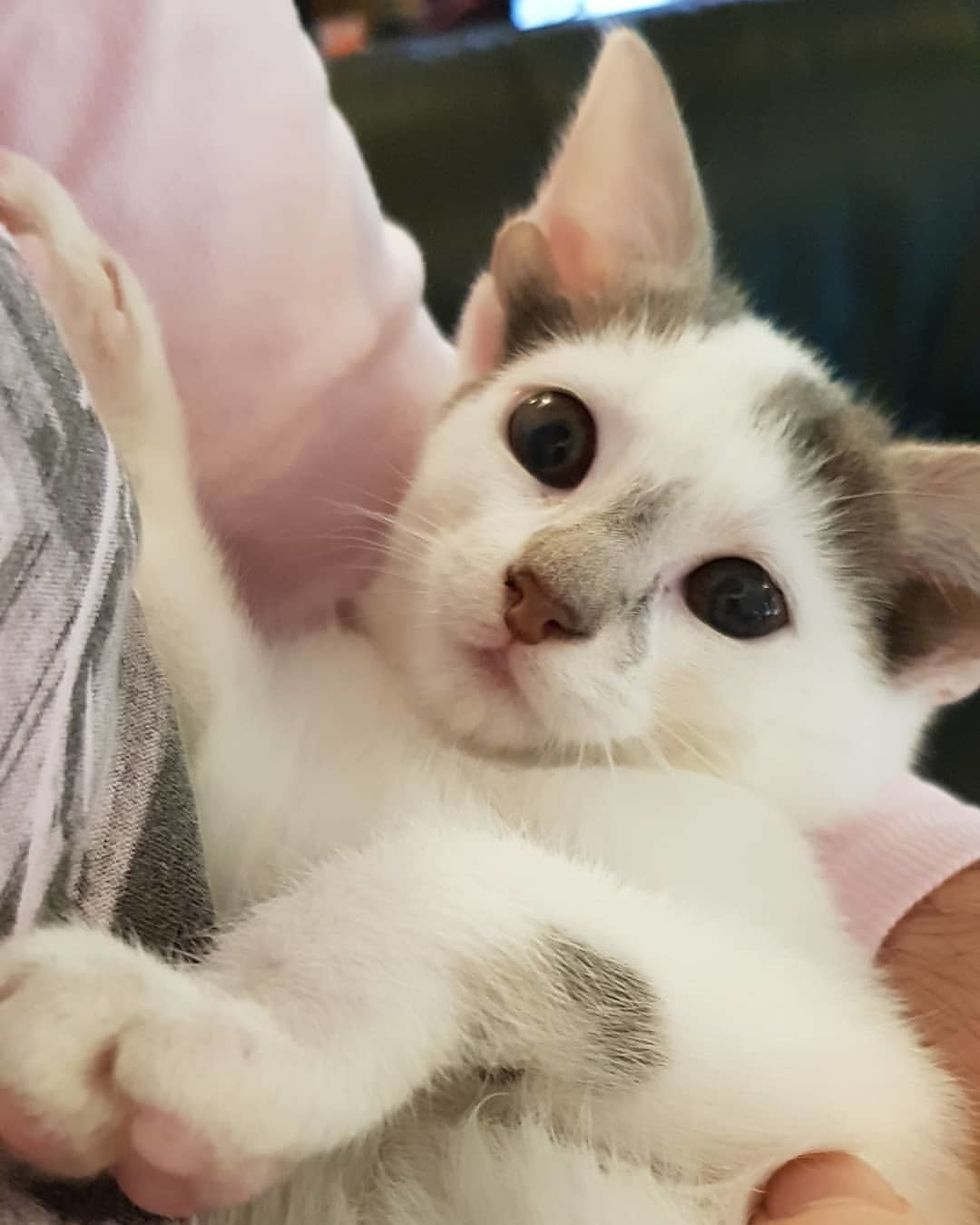 Kitten With 2 Extra Ears Born in Shelter the Same Day They Rescued His ...