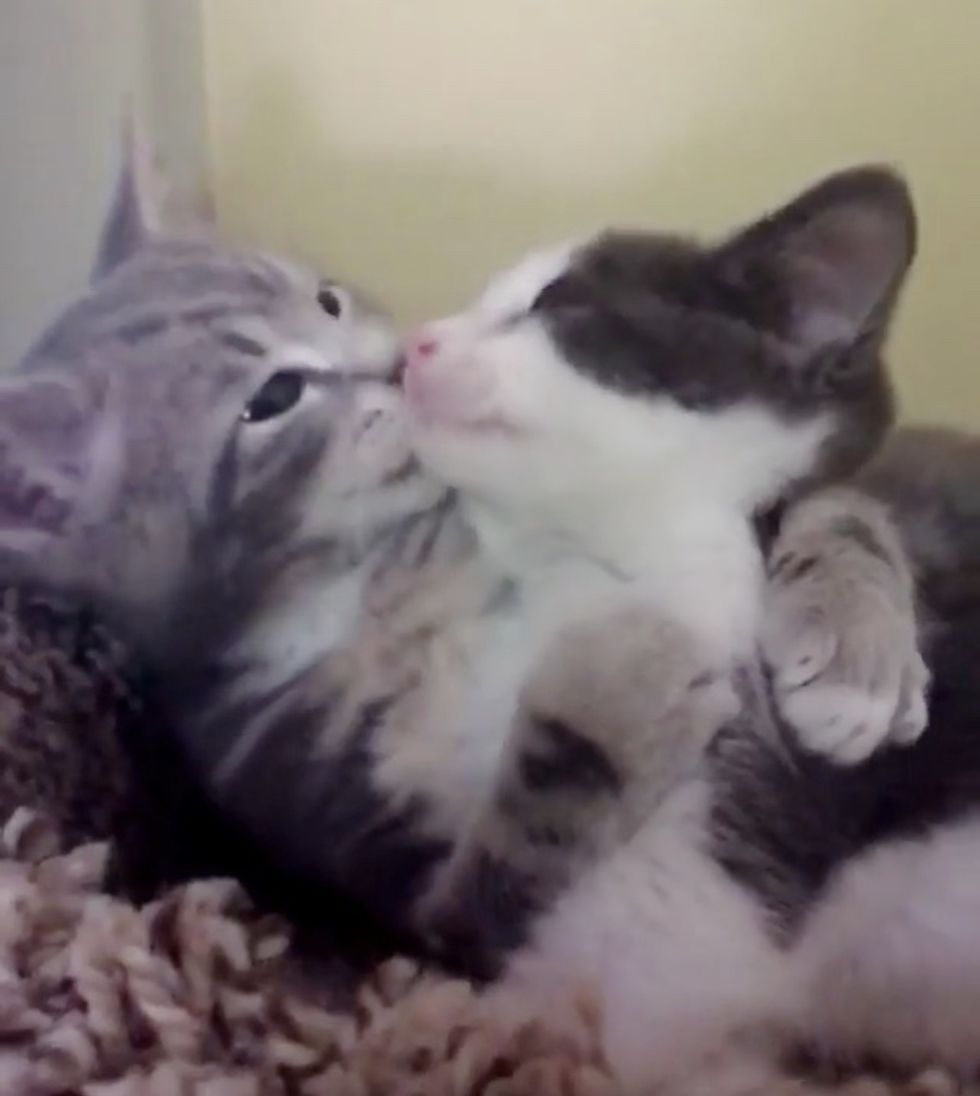 Kitten Who Lost His Siblings, Finds New Brother to Cuddle - They Won't ...