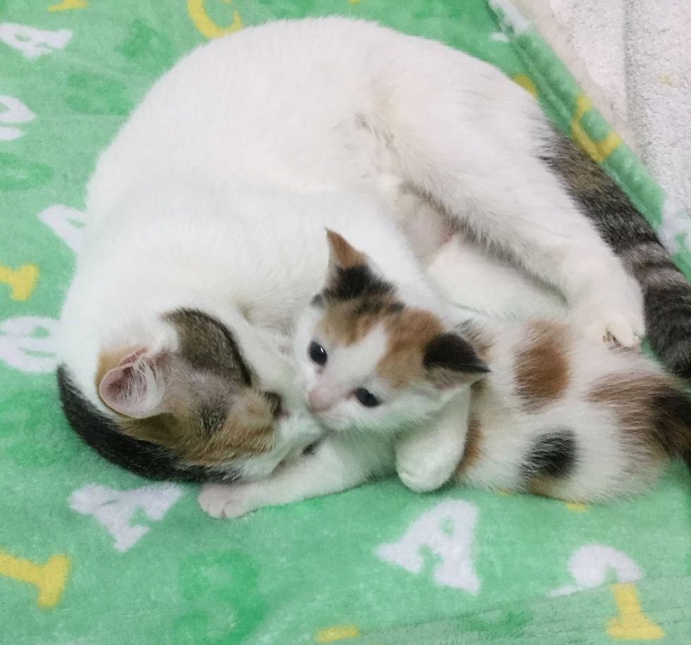 Cat Mom Rescued Along with Her Surviving Kitten - She Wouldn't Let Her ...