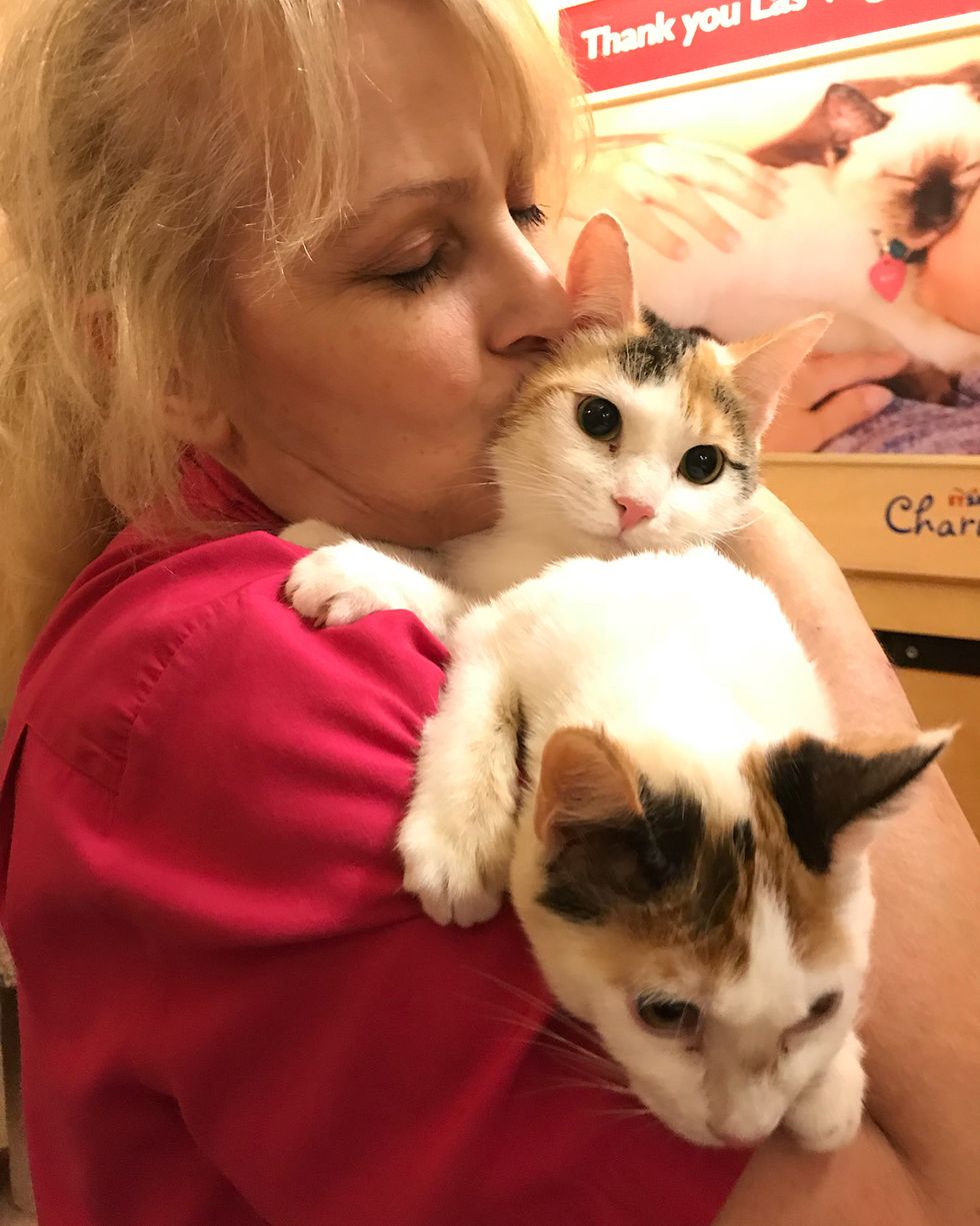 Cat Mom Rescued Along with Her Surviving Kitten - She Wouldn't Let Her ...