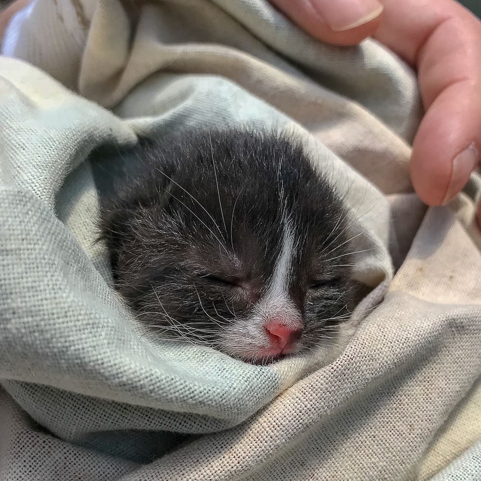 Rescuers Thought They Heard a Bird But Found a Tiny Kitten Alone in ...