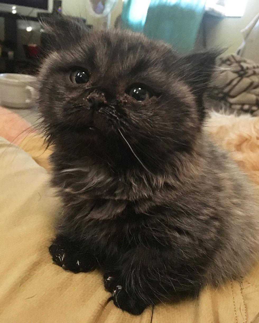 Dwarf Kitten Found Living Under a Shed, Discovers Cuddles for the First ...