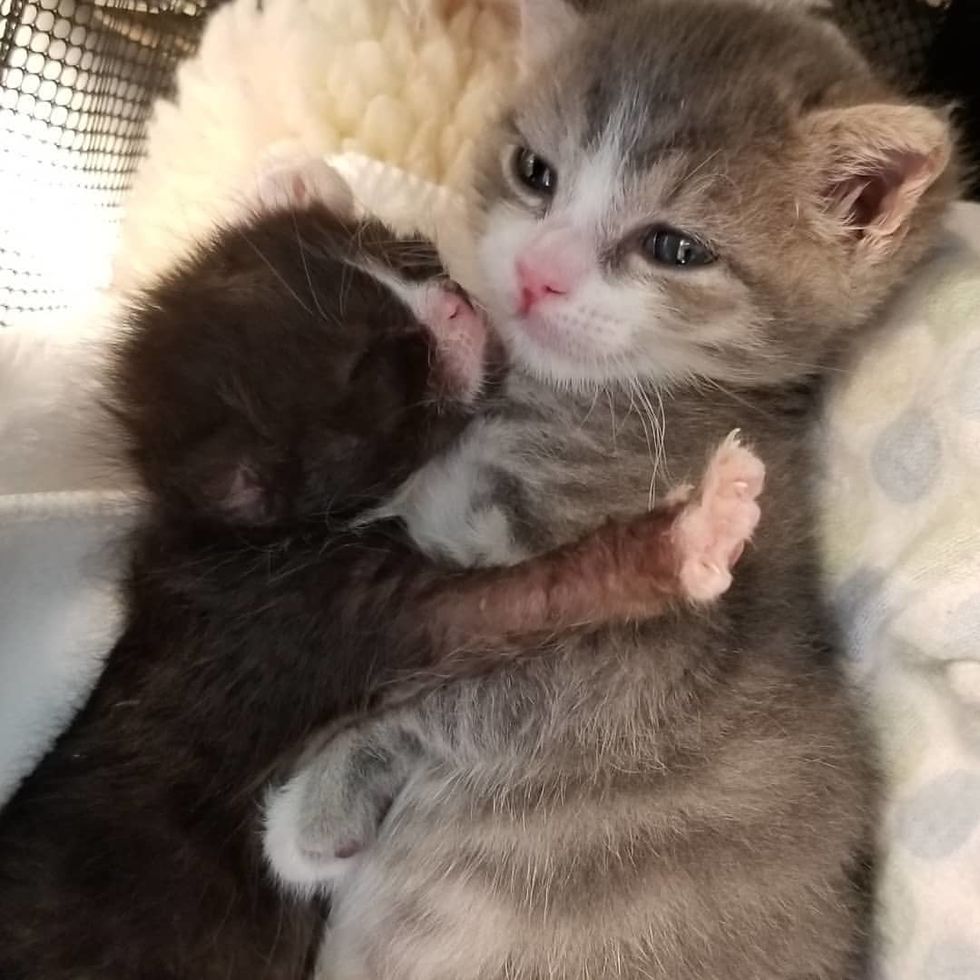 Kitten Who Had Rough Start, Fights to Live and Even Helps Tinier ...