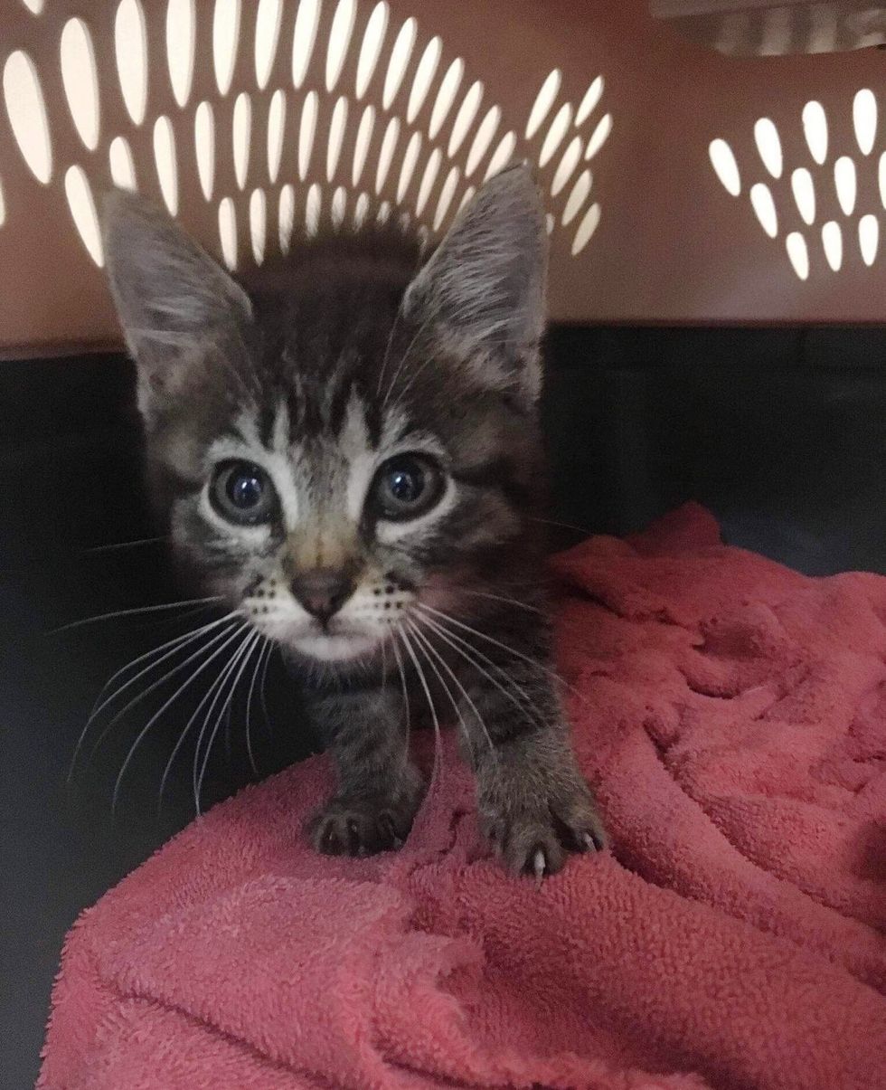 Brave Kitten Tries to Get Inside Pharmacy to Look for Help - Love Meow