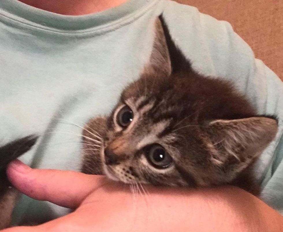 Brave Kitten Tries to Get Inside Pharmacy to Look for Help - Love Meow