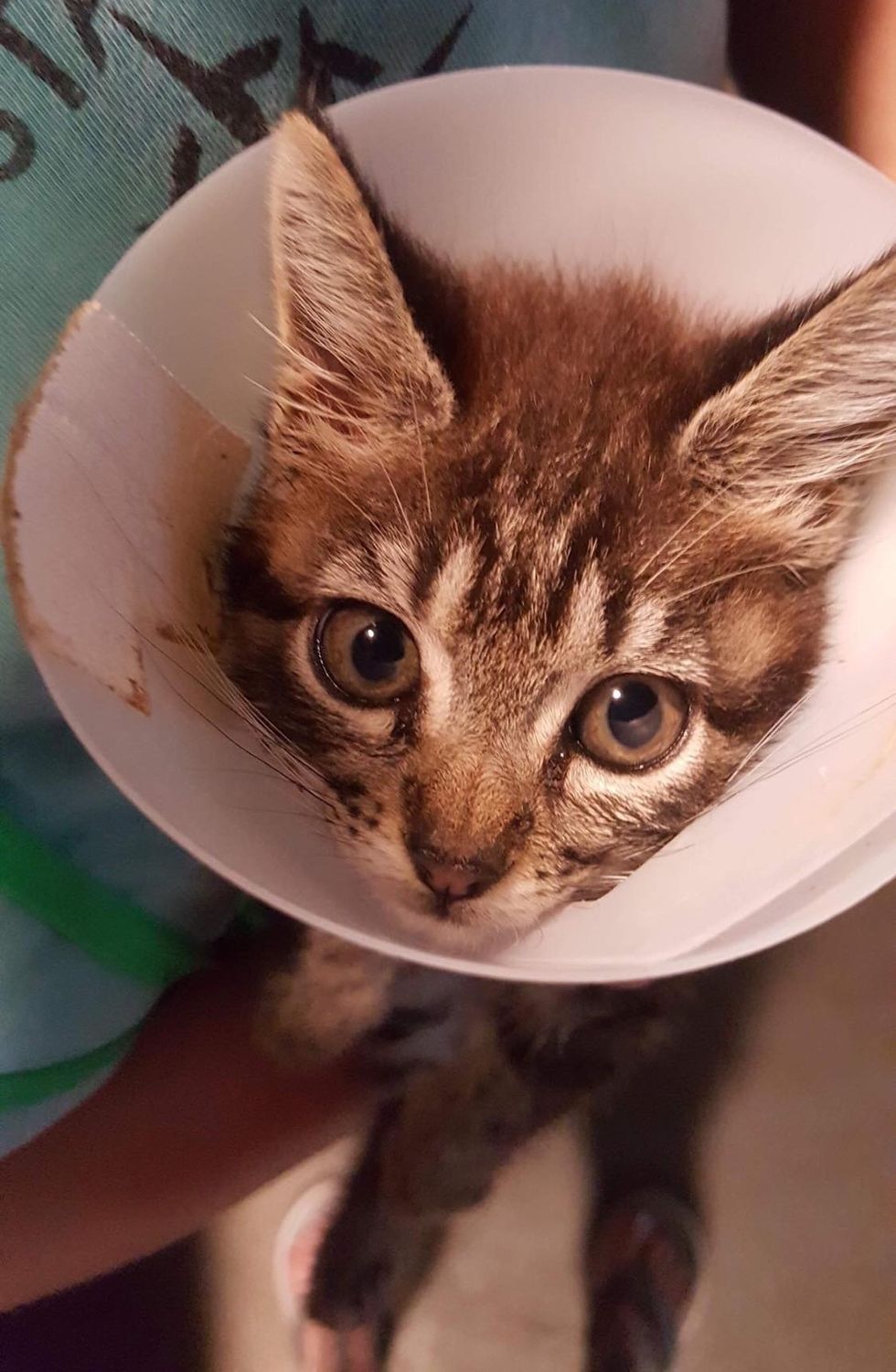 Brave Kitten Tries to Get Inside Pharmacy to Look for Help - Love Meow