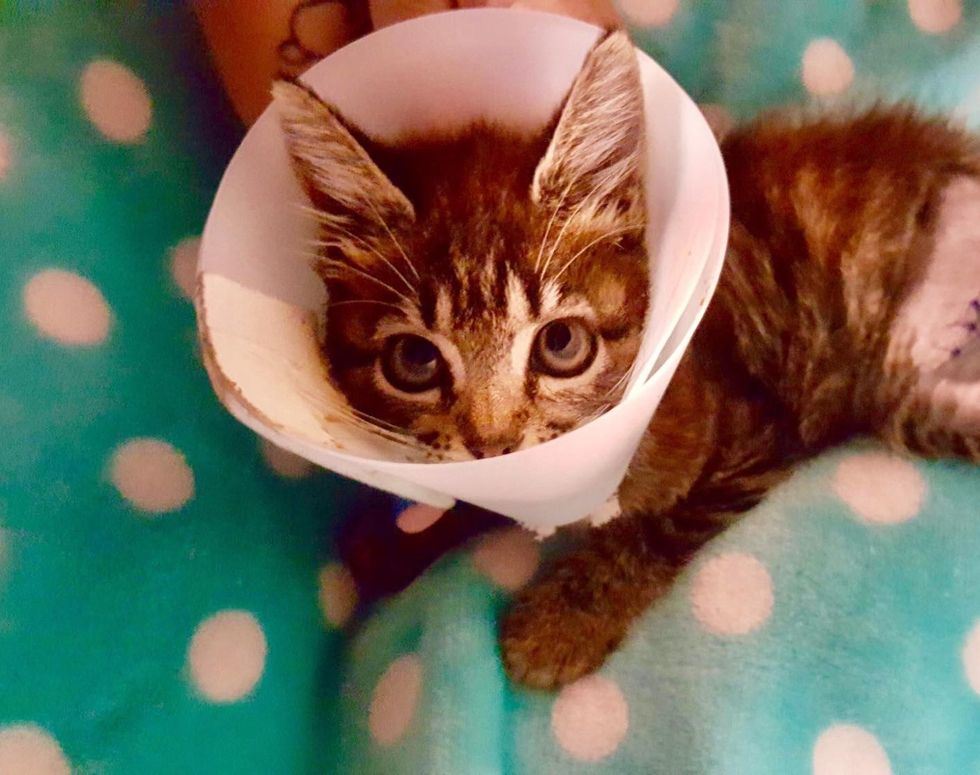 Brave Kitten Tries to Get Inside Pharmacy to Look for Help - Love Meow